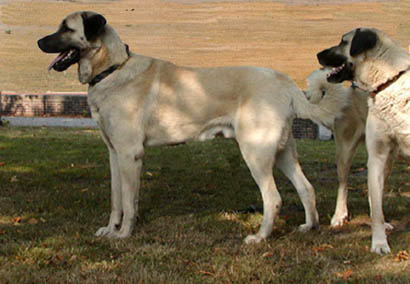 Anatolische Herdershond