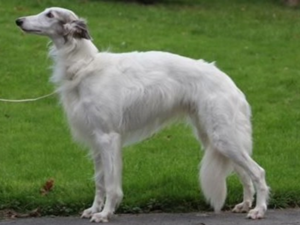 Silken Windhound